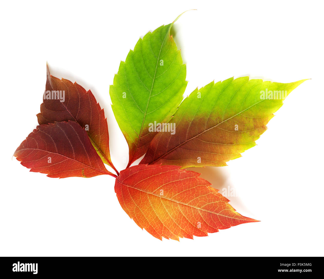 Autumn multicolor virginia creeper leaf (Parthenocissus quinquefolia ...