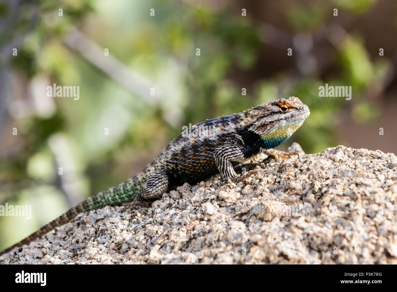 Desert Spiny Lizard Sceloporus Magister