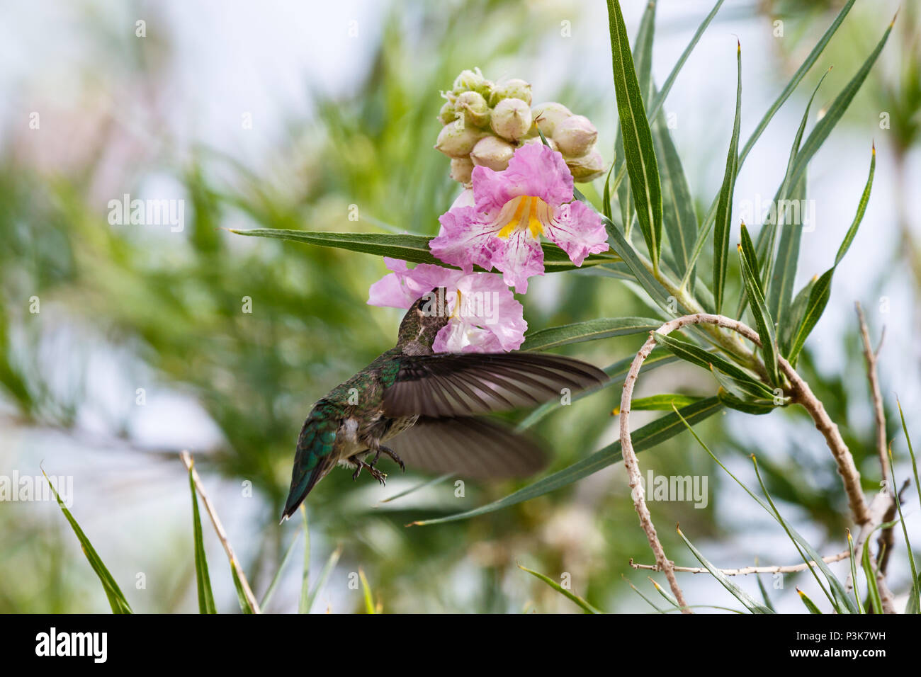 Anna's Hummingbird hovering under two large pink blossoms, feeding on ...