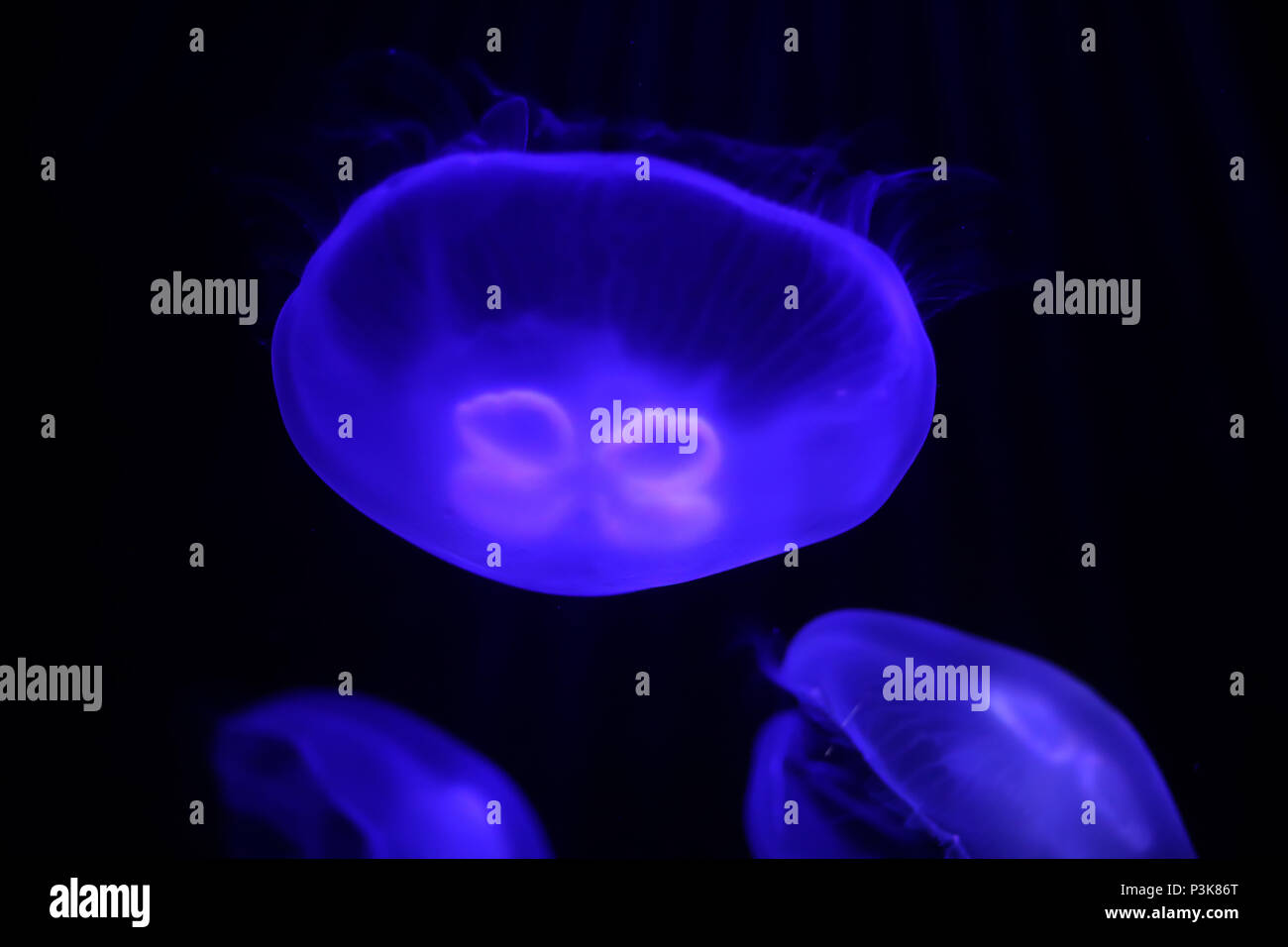 Many multi-colored jellyfish float under water macro shooting Stock ...