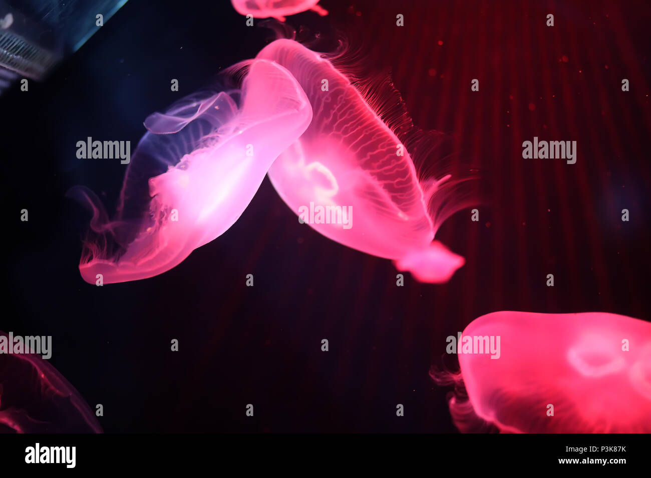 Dark colored tropical fish swim hi-res stock photography and images - Alamy