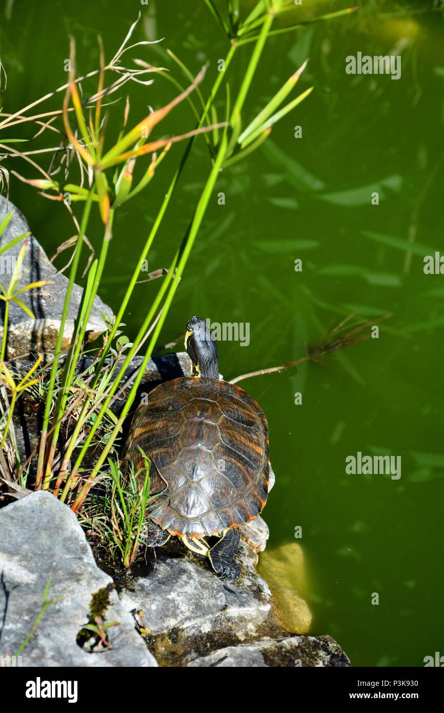 tortoise in a pond, turtle Stock Photo - Alamy