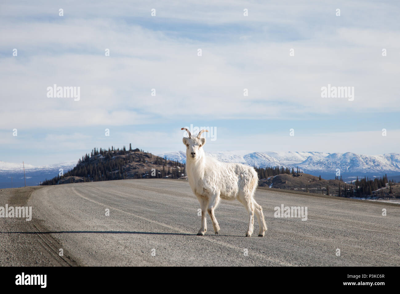 Goat crossing hi-res stock photography and images - Alamy