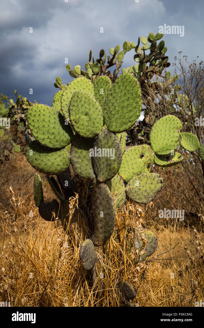 Gigant cacti hi-res stock photography and images - Alamy