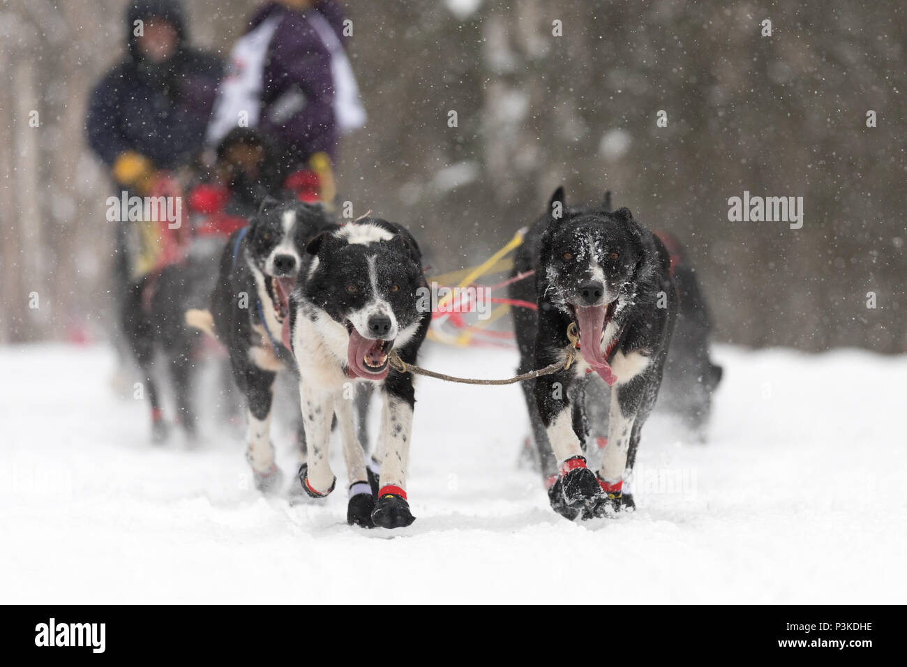 Iditarod trail hi-res stock photography and images - Alamy