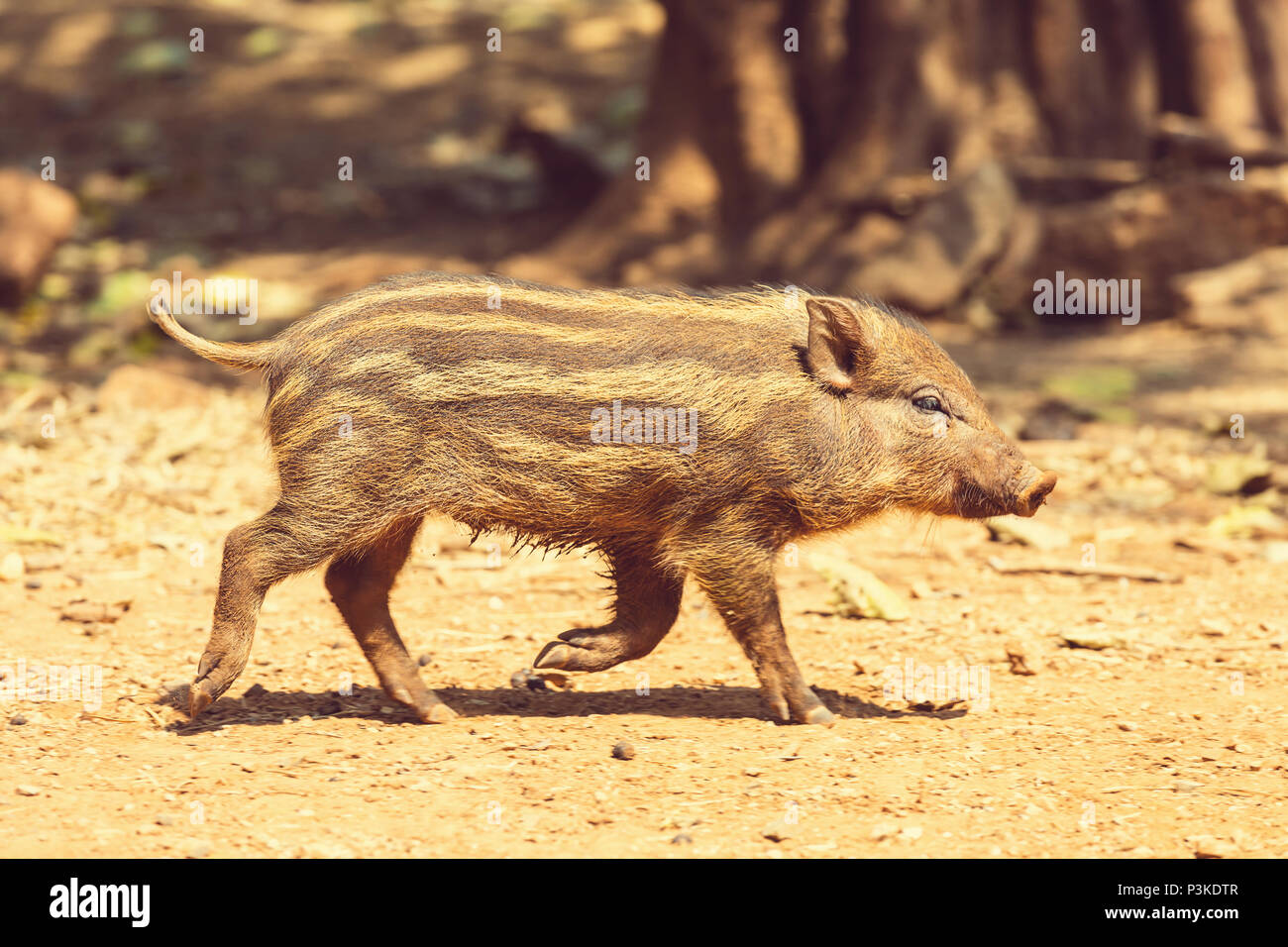 Beautiful little pig. Wild boar Stock Photo - Alamy