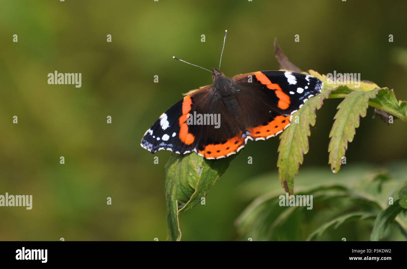 Red Admiral butterfly - Vanessa atalanta Stock Photo - Alamy