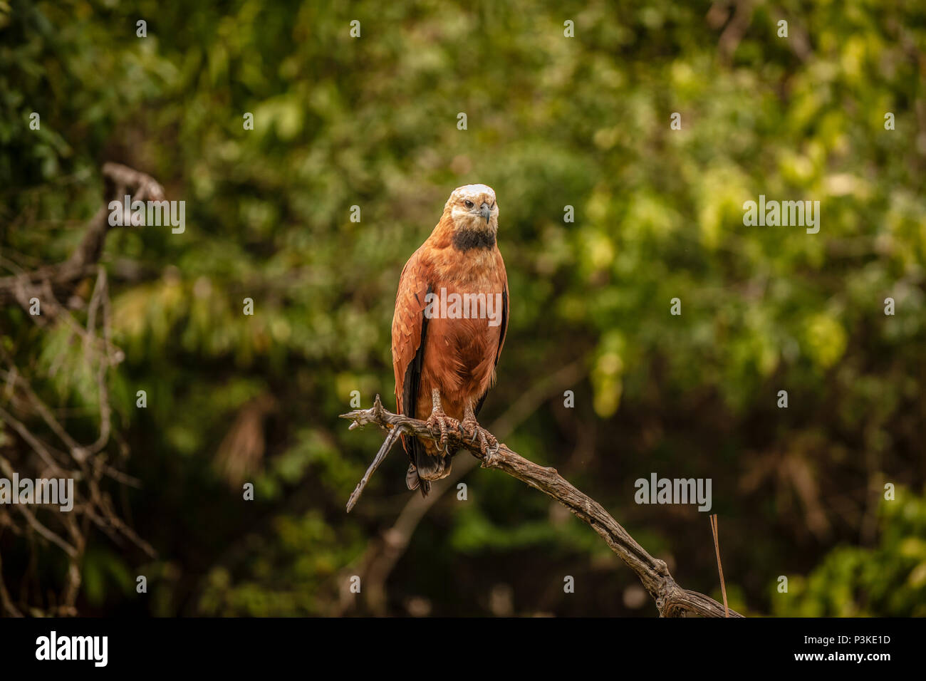 Black collared hawks hi-res stock photography and images - Alamy