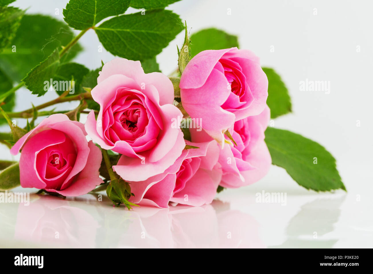 Pink Rose, beautiful nature background Stock Photo - Alamy