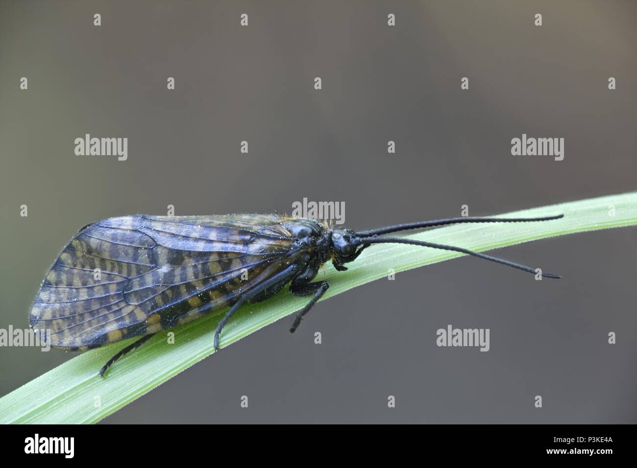 Sedge Fly High Resolution Stock Photography and Images - Alamy