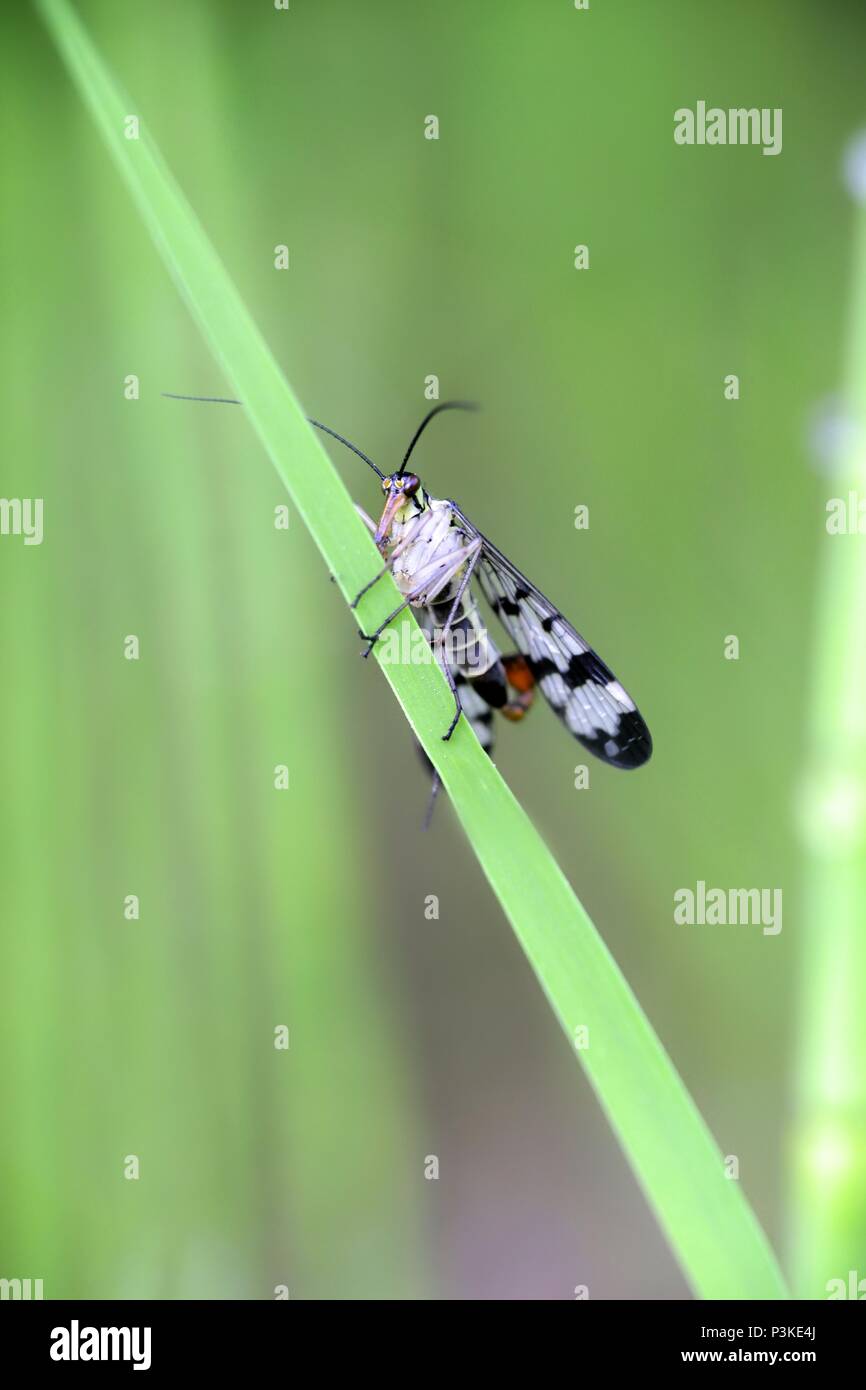 Panorpa communis, common scorpion fly Stock Photo - Alamy