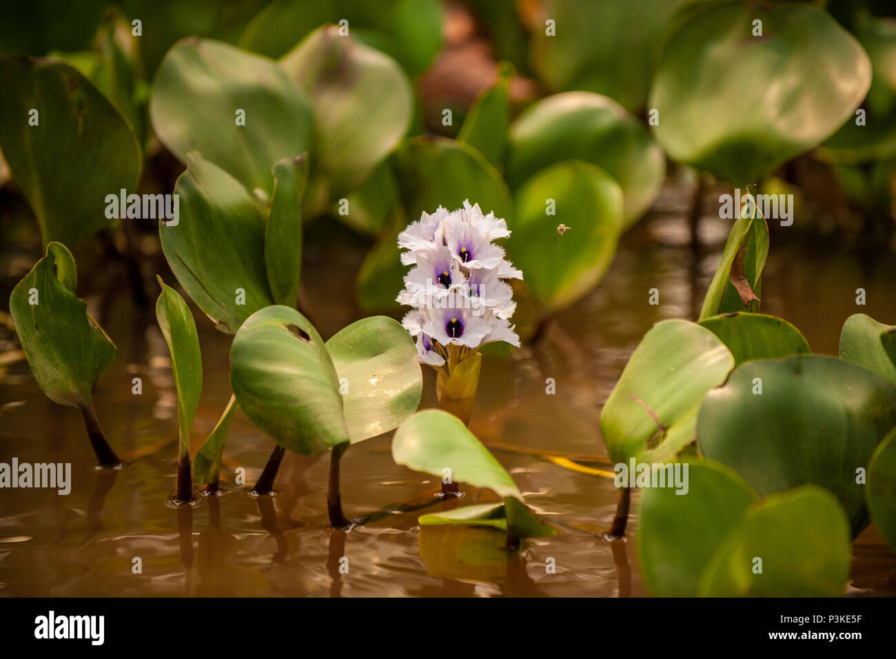 Common water hyacinth flower and leaves in shallow water Stock Photo ...