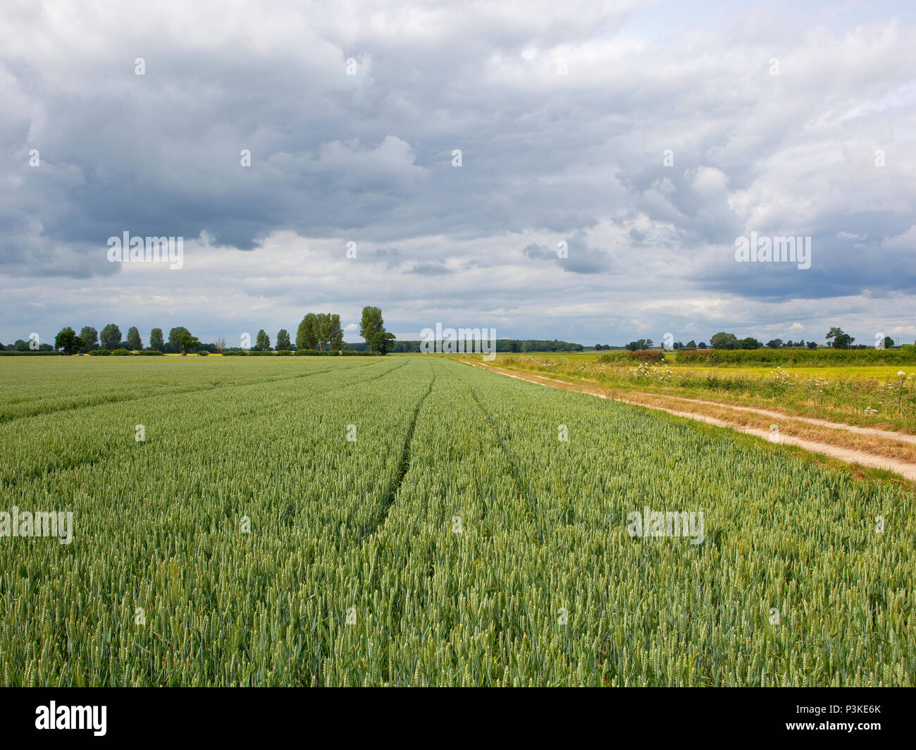 an extensive green wheat crop beside a scenic farm track with poplar ...