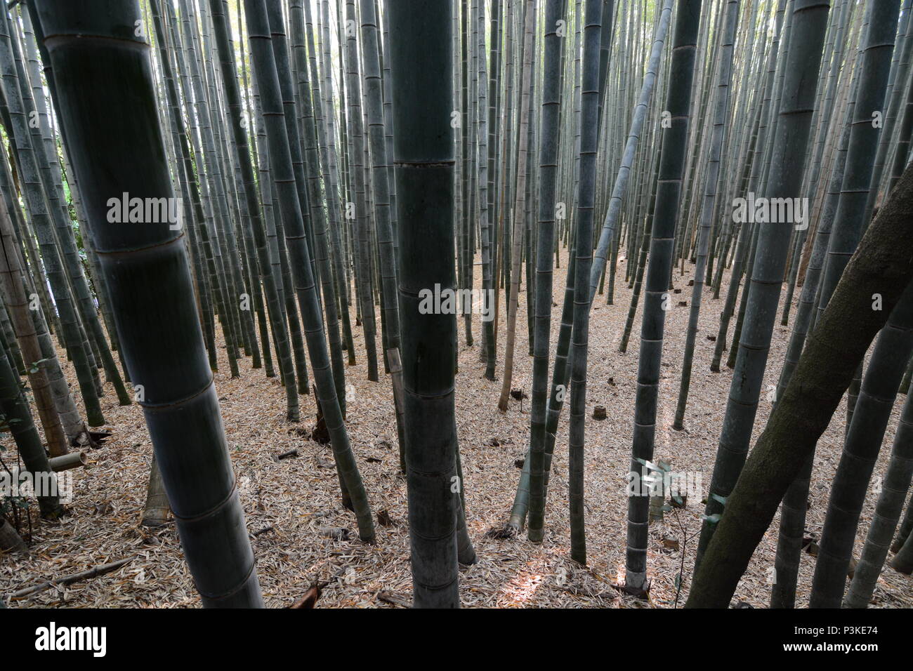 Inside the Bamboo groove. Arashiyama. Kyoto. Japan Stock Photo - Alamy