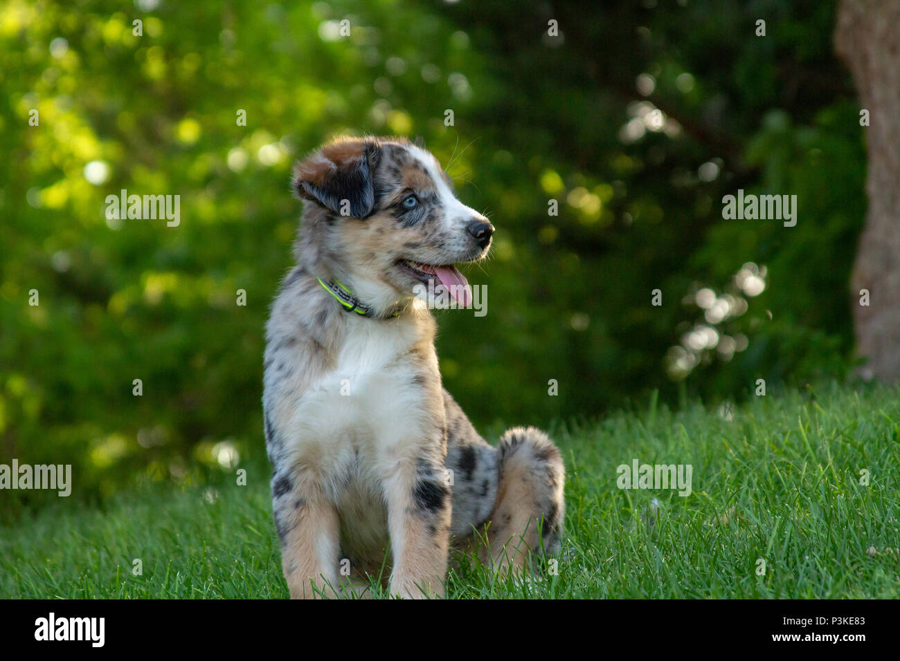 Australian Shepherd puppy, 3 months old Stock Photo - Alamy