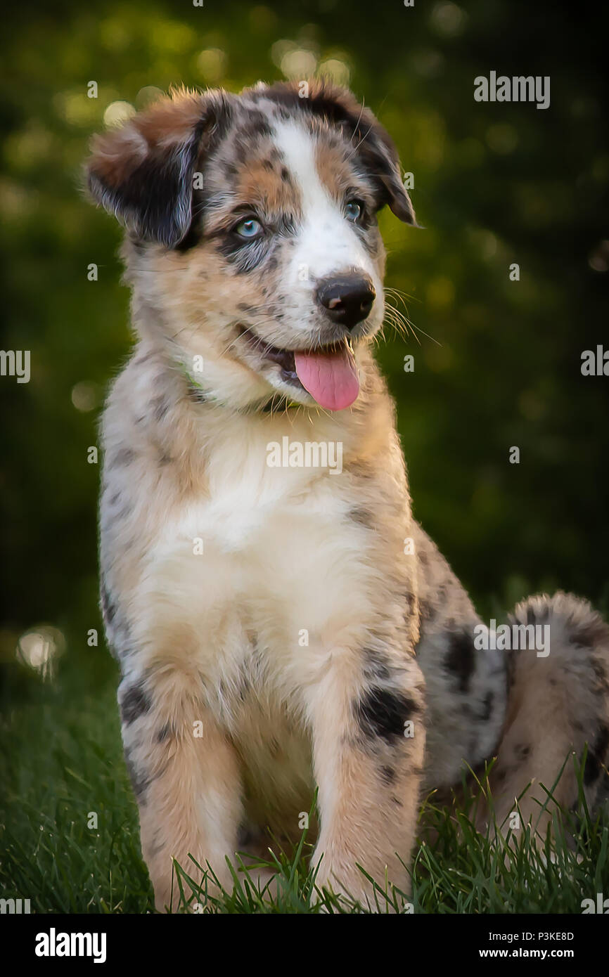 Australian Shepherd puppy, 3 months old Stock Photo - Alamy
