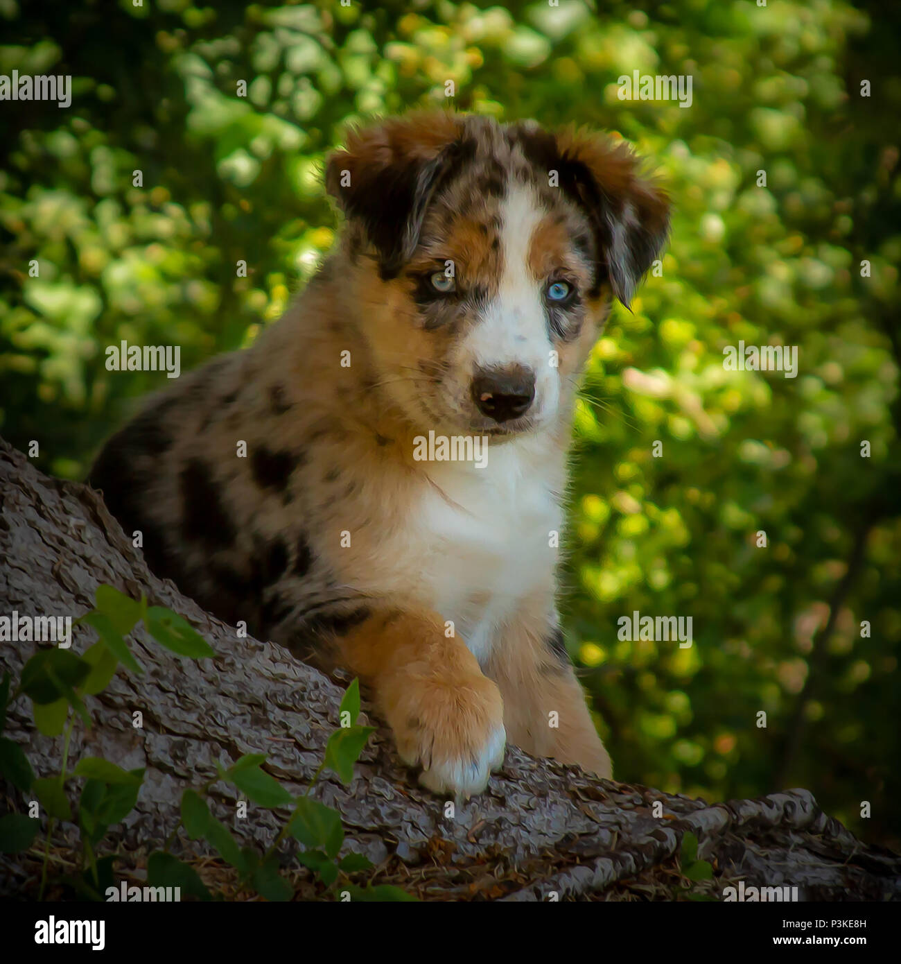 Australian Shepherd puppy, 3 months old Stock Photo - Alamy