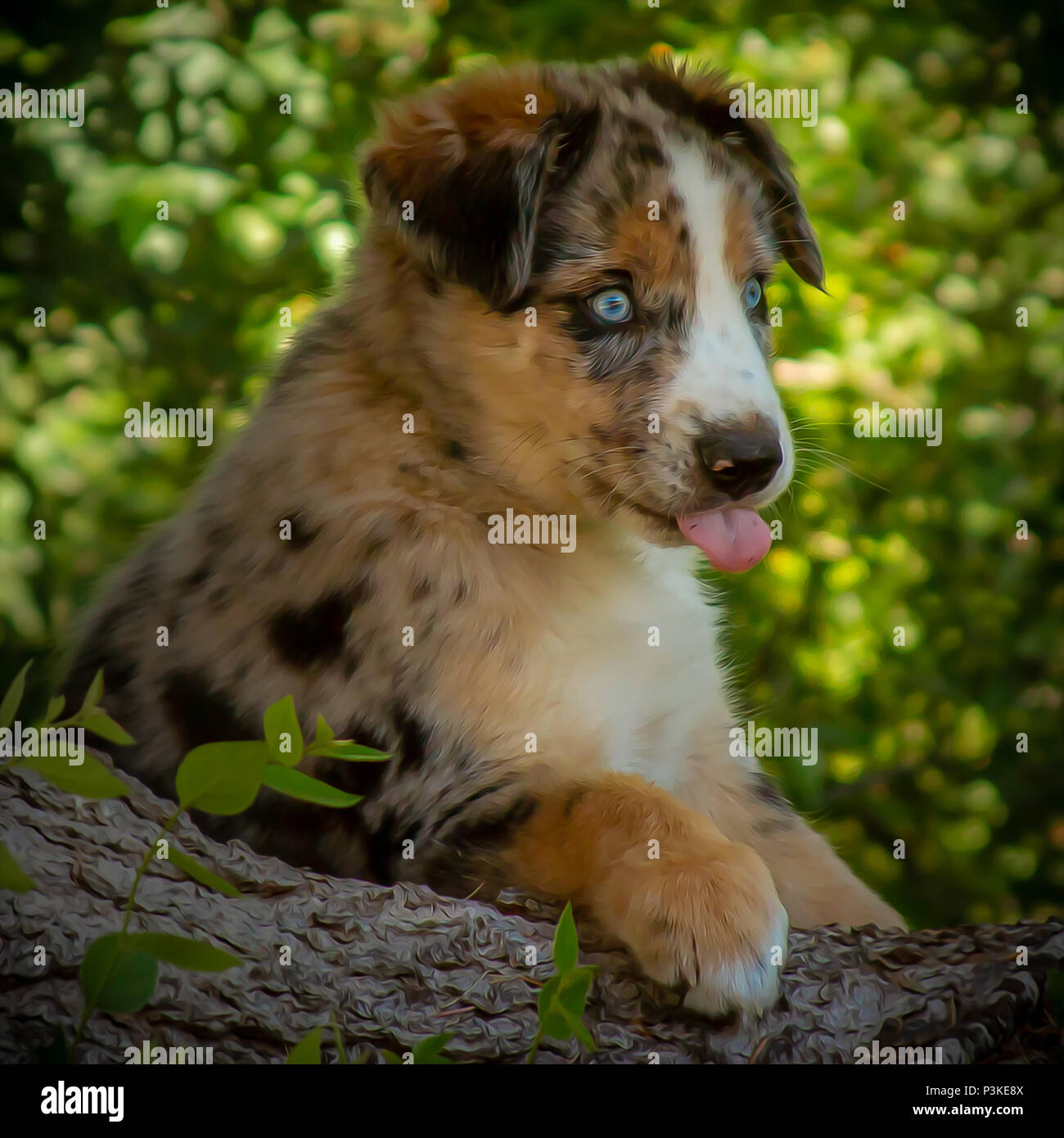 Australian Shepherd puppy, 3 months old Stock Photo - Alamy