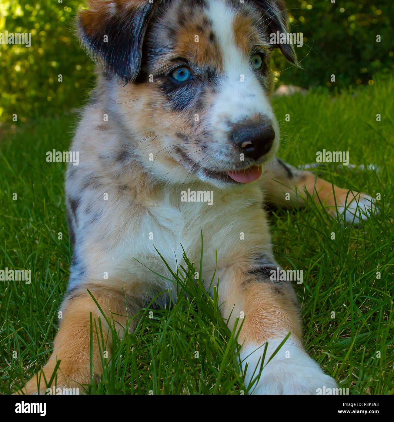 Australian Shepherd puppy, 3 months old Stock Photo - Alamy