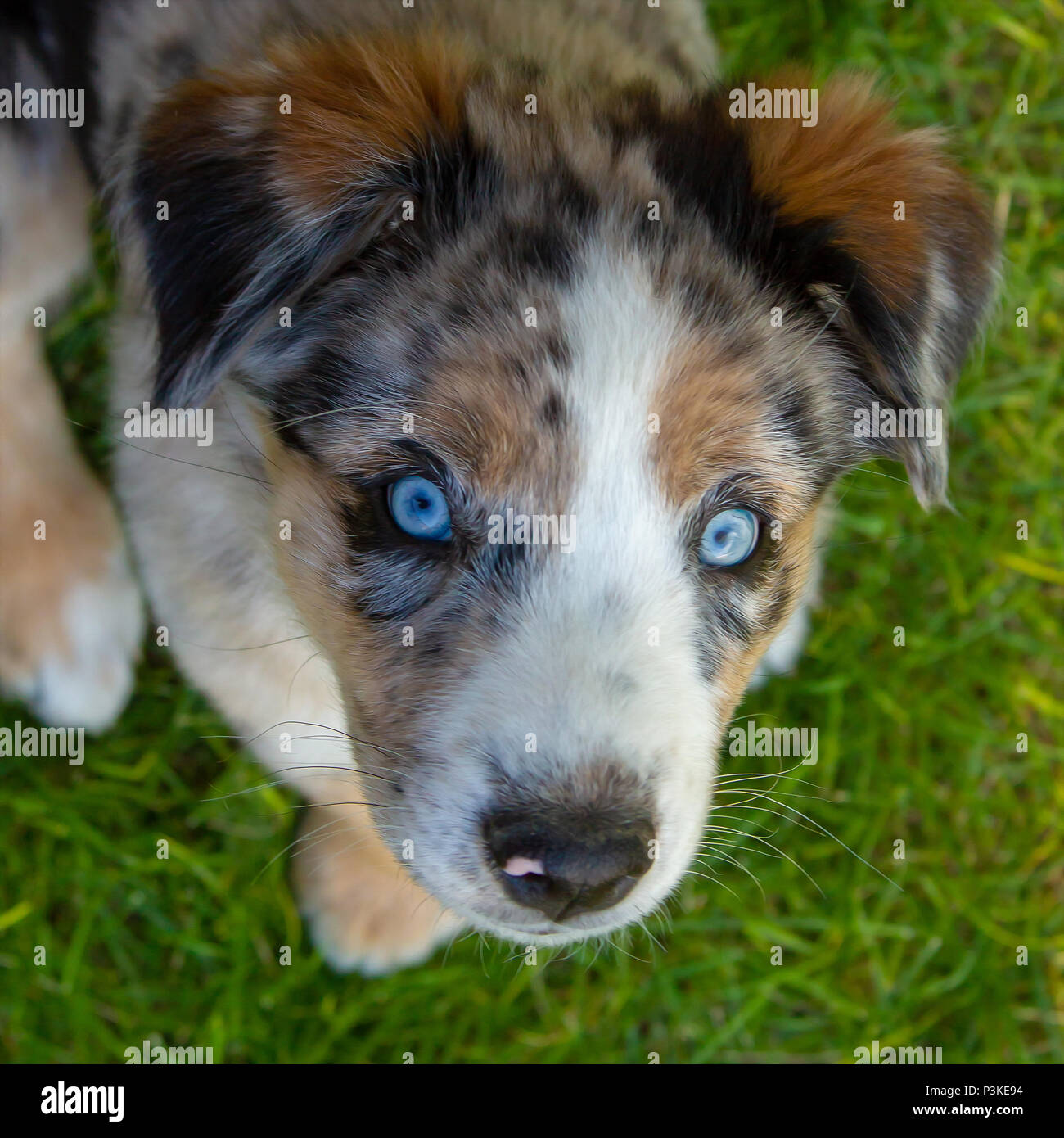 Australian Shepherd puppy, 3 months old Stock Photo - Alamy