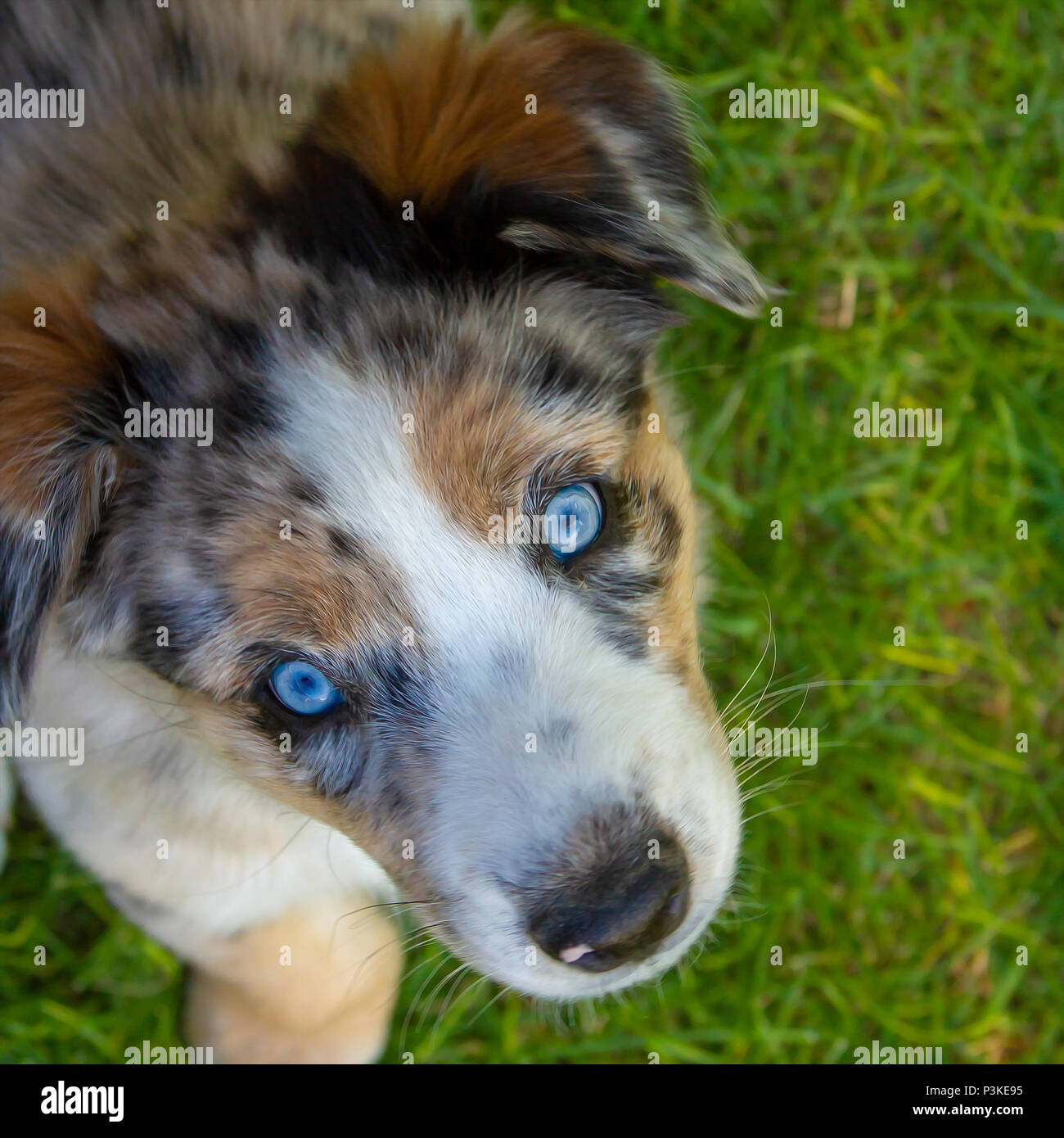Australian Shepherd puppy, 3 months old Stock Photo - Alamy