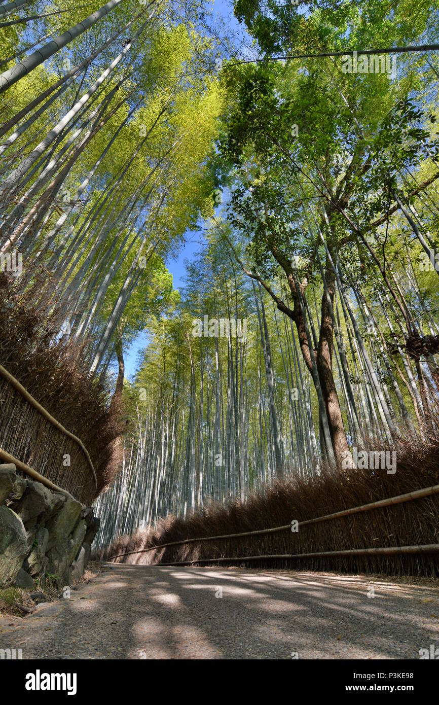 Bamboo groove in Sagano. Arashiyama. Kyoto. Japan Stock Photo - Alamy