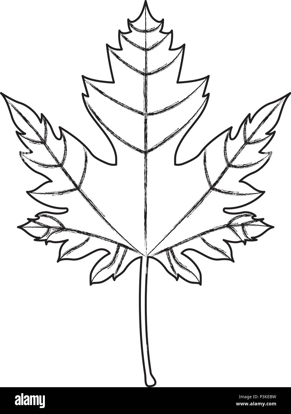 maple leaf canadian national symbol vector illustration Stock Vector ...