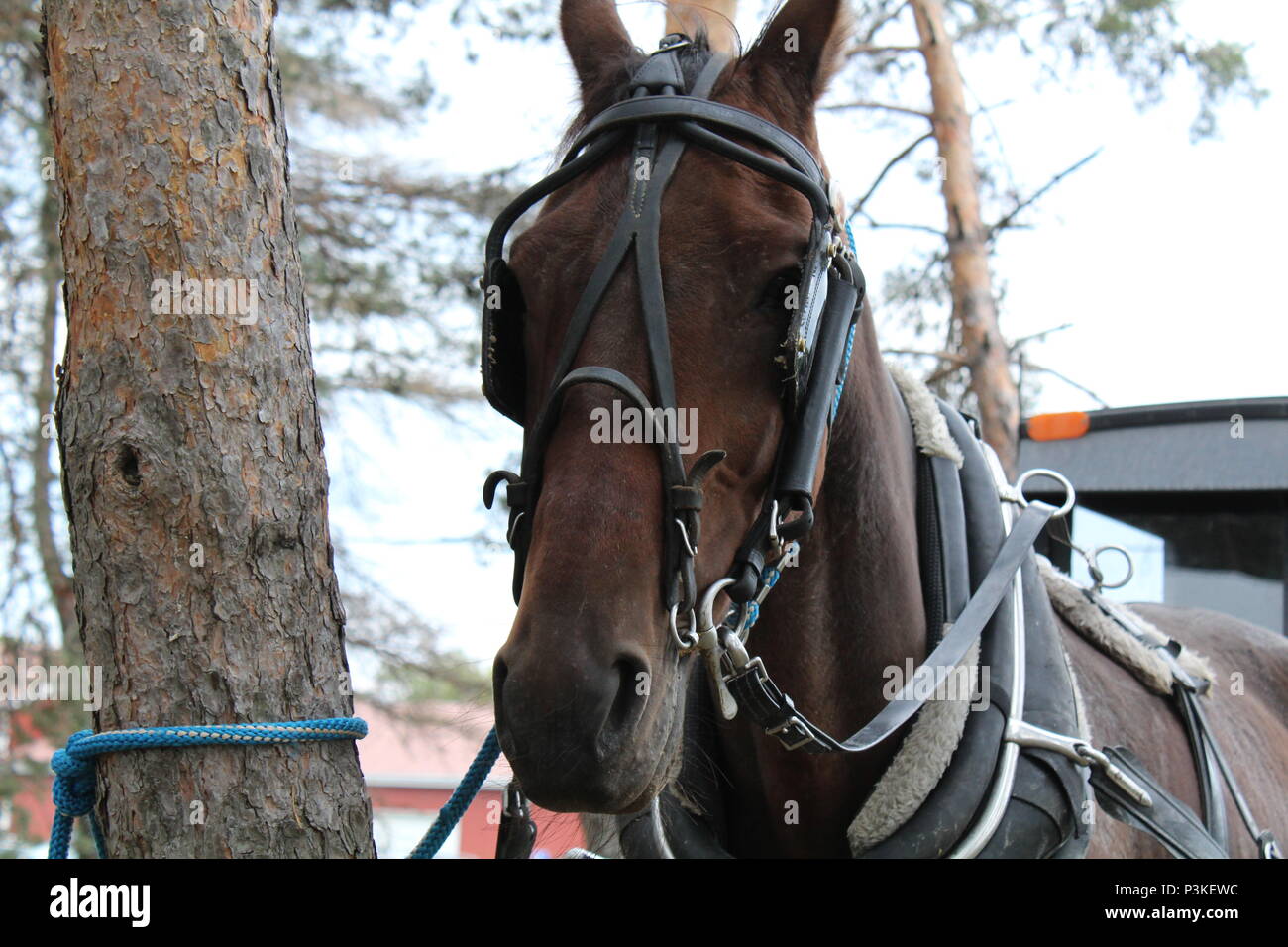 Horse and Buggy at The Windmill in Penn Yan, New York Stock Photo - Alamy