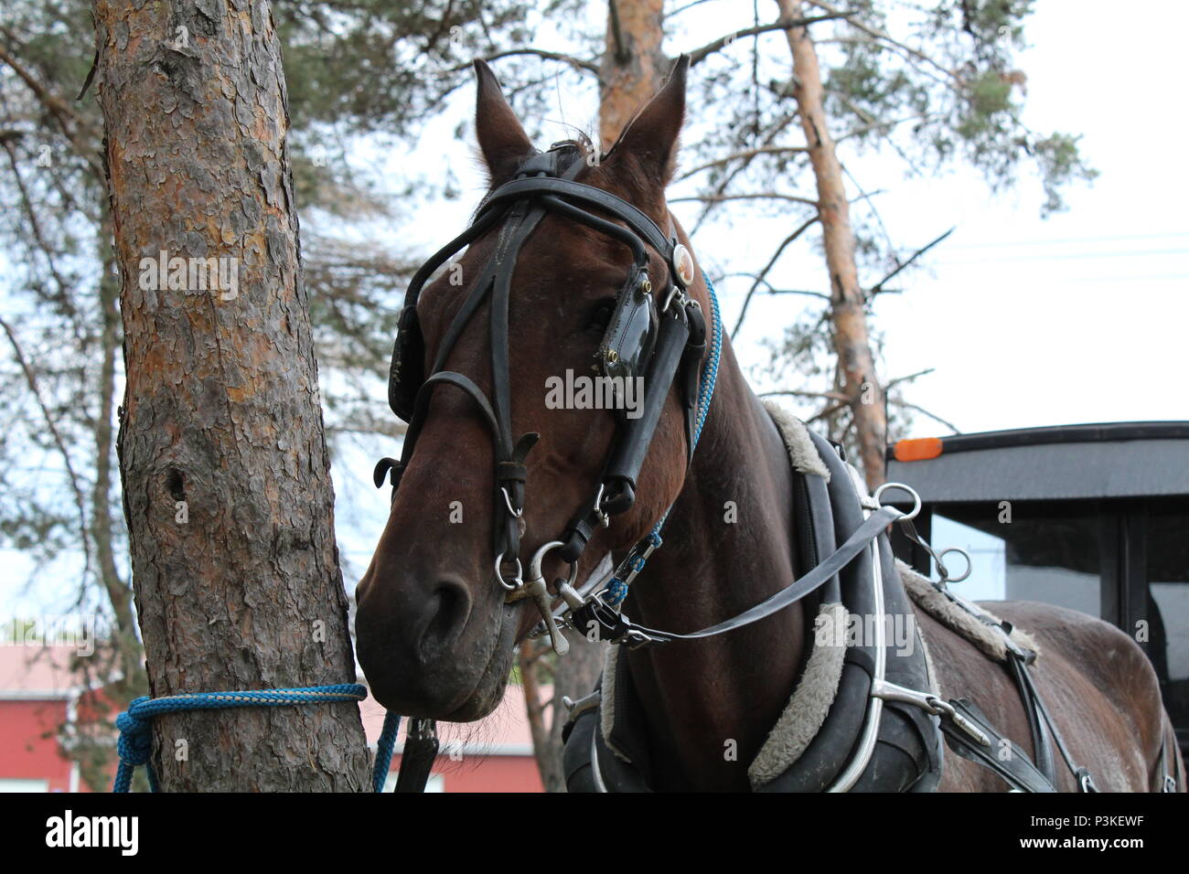 Horse and Buggy at The Windmill in Penn Yan, New York Stock Photo - Alamy