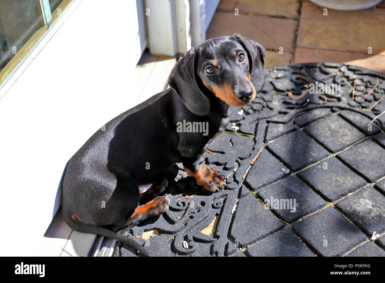 Max dog hi-res stock photography and images - Alamy