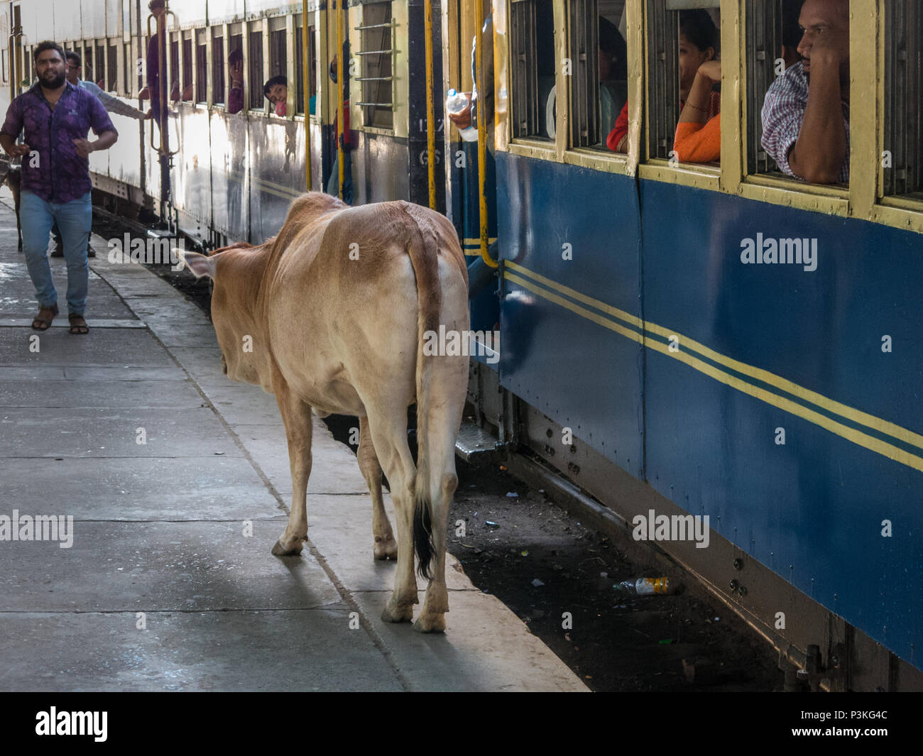 Kangra Valley Railway High Resolution Stock Photography and Images - Alamy
