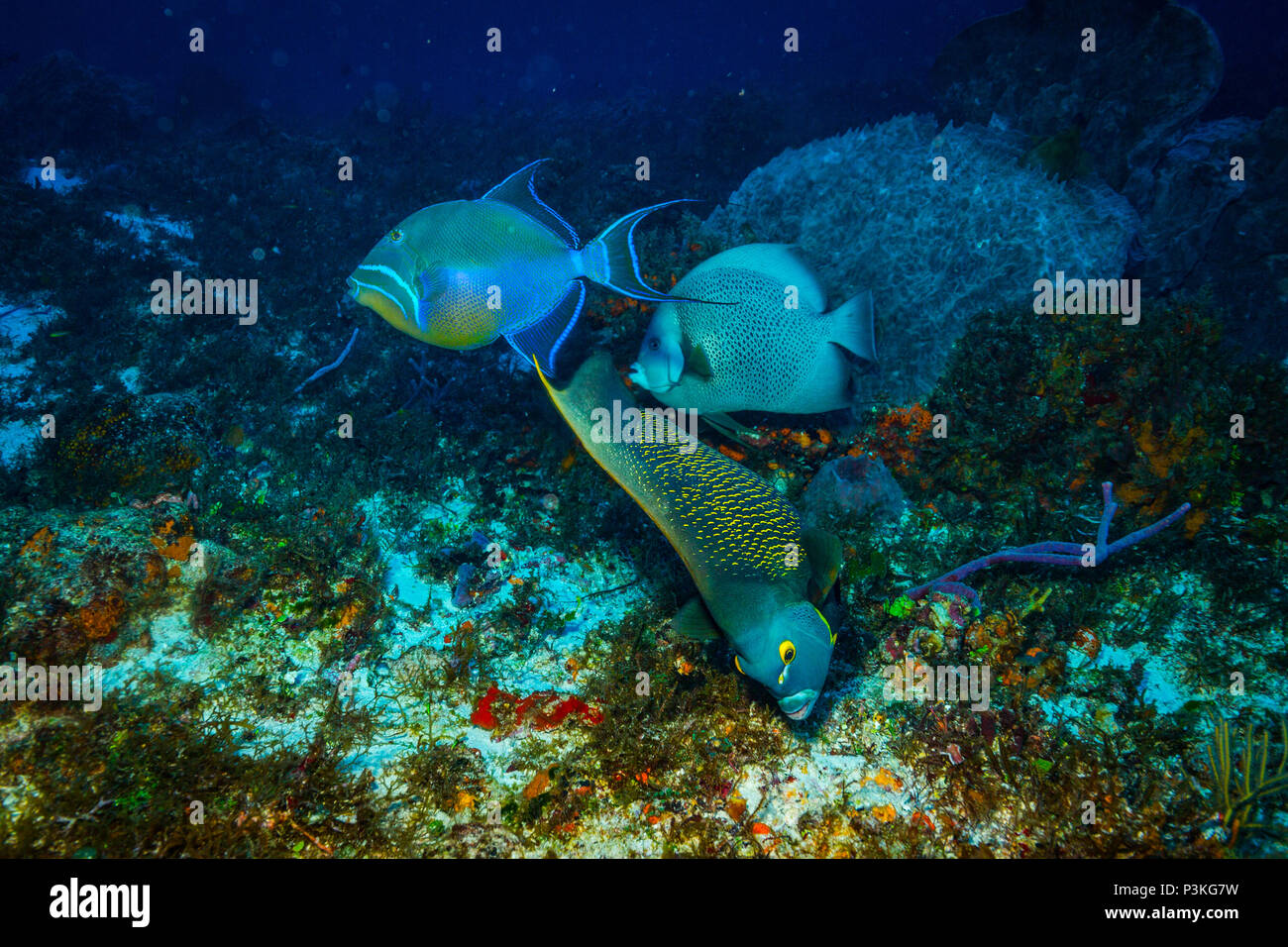 Fish on the coral reef near Cozumel Island Stock Photo - Alamy