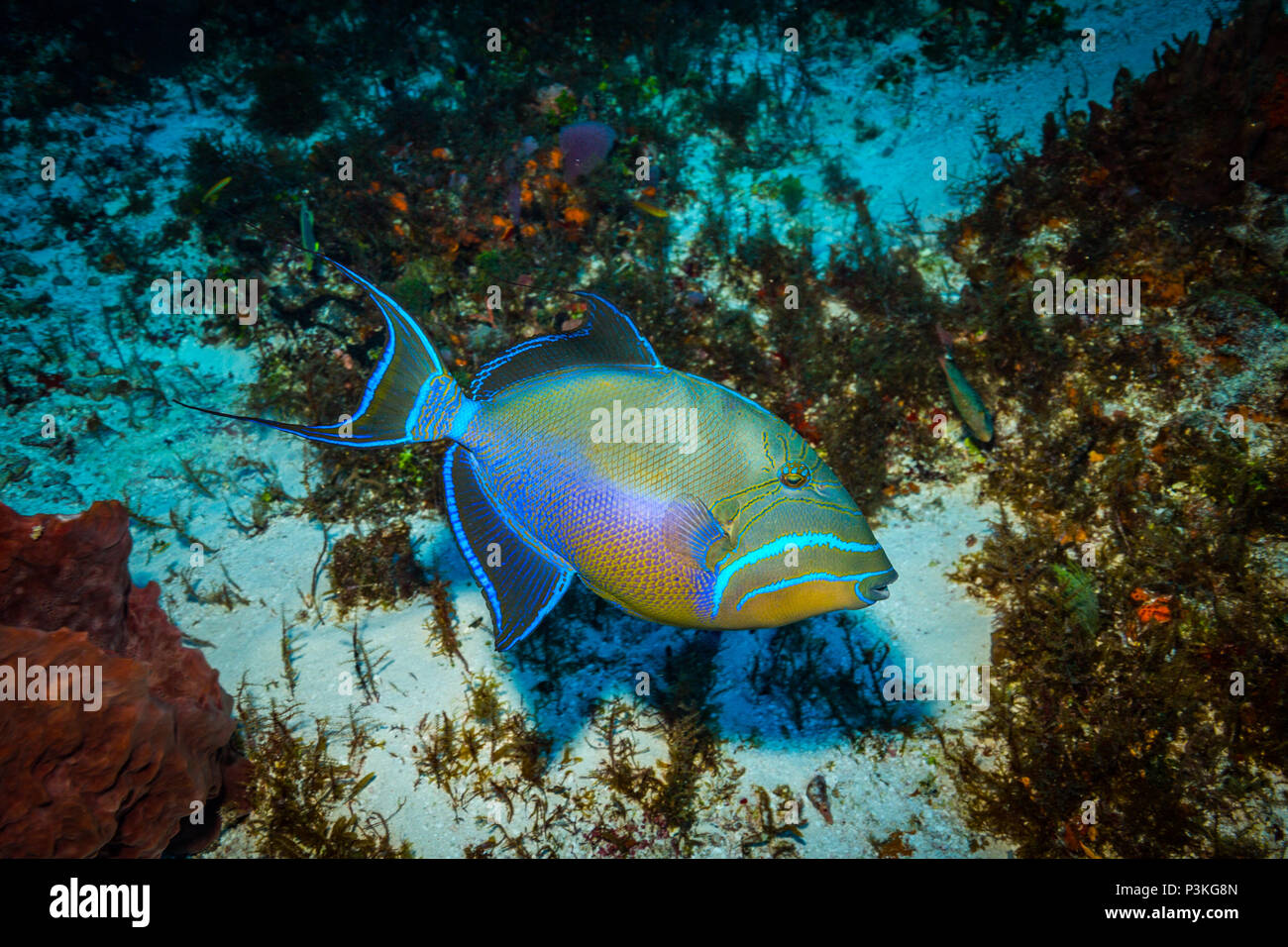 A blue triggerfish hi-res stock photography and images - Alamy