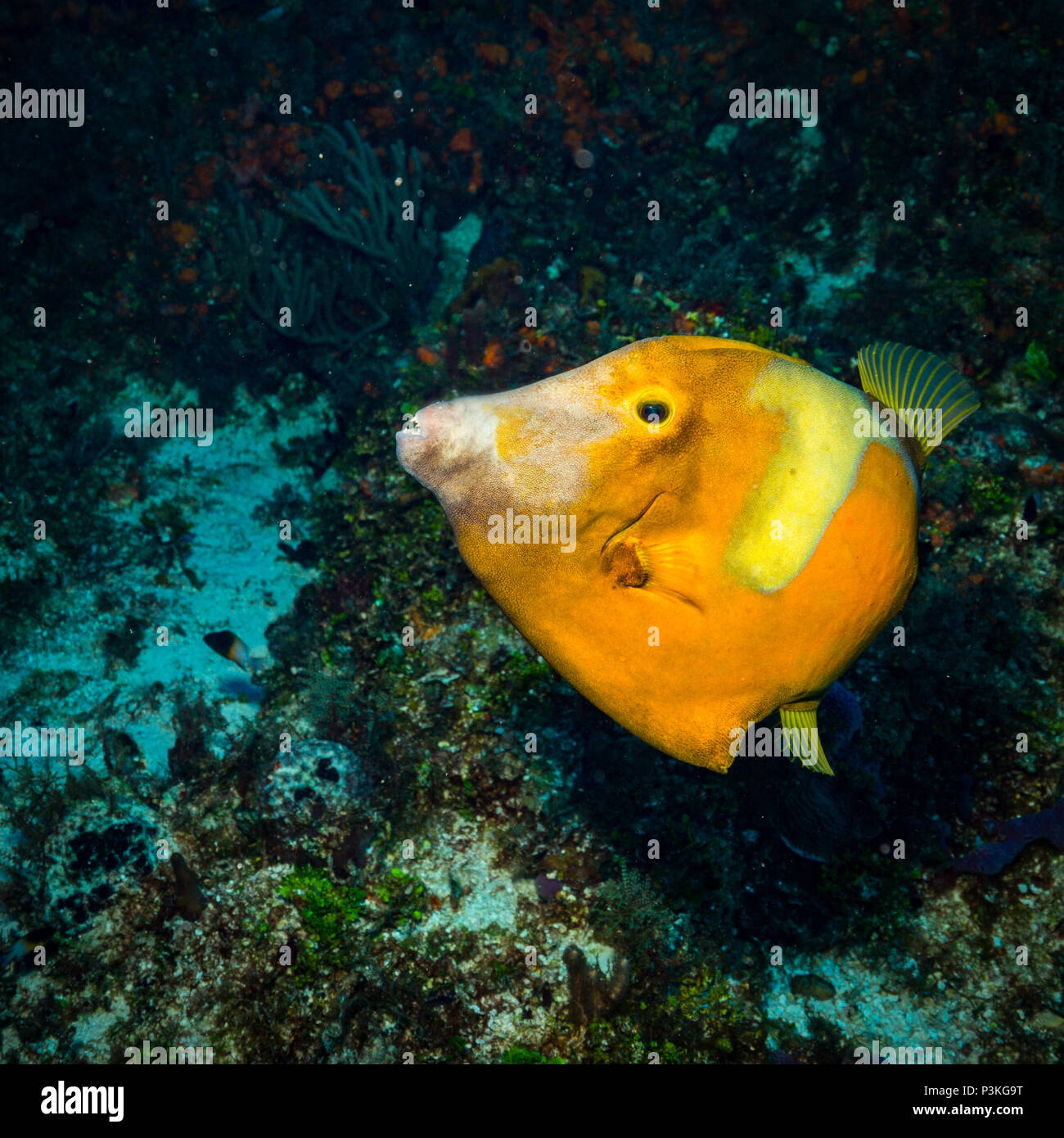 Fish on the coral reef near Cozumel Island Stock Photo - Alamy