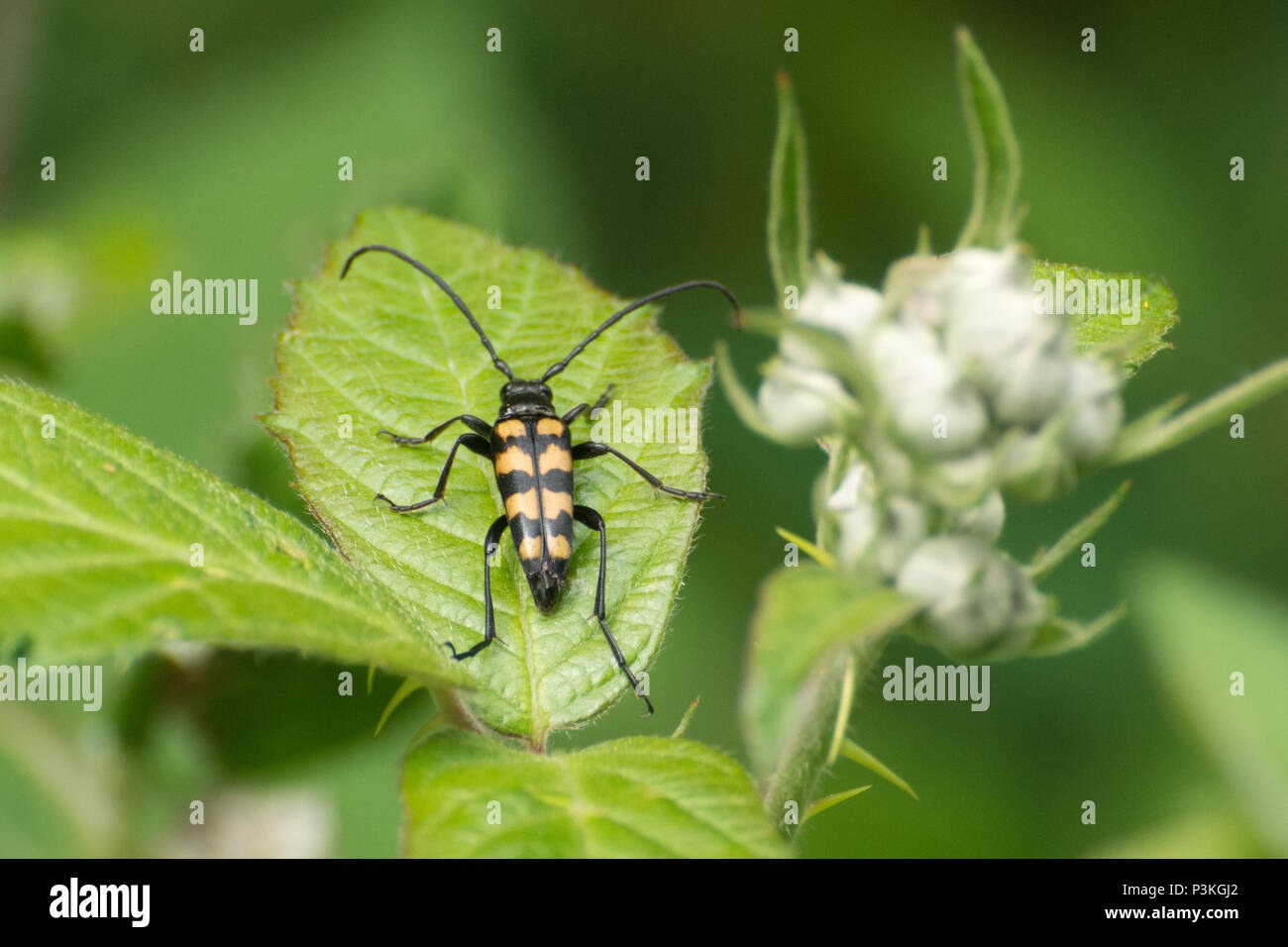 Four-banded longhorn beetle (Leptura quadrifasciata) on brambles in ...