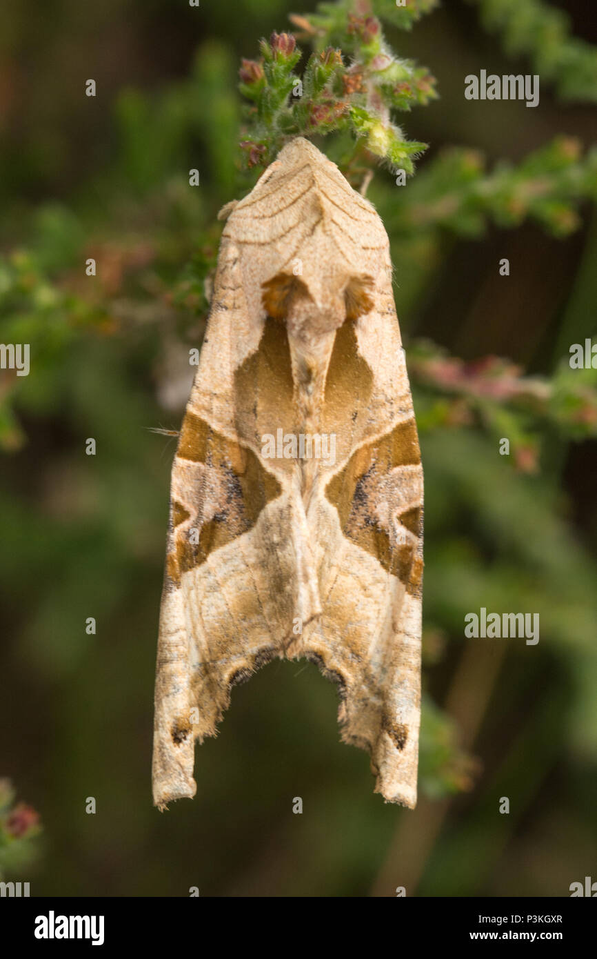 Angle shades moth (Phlogophora meticulosa) resting among heather in ...
