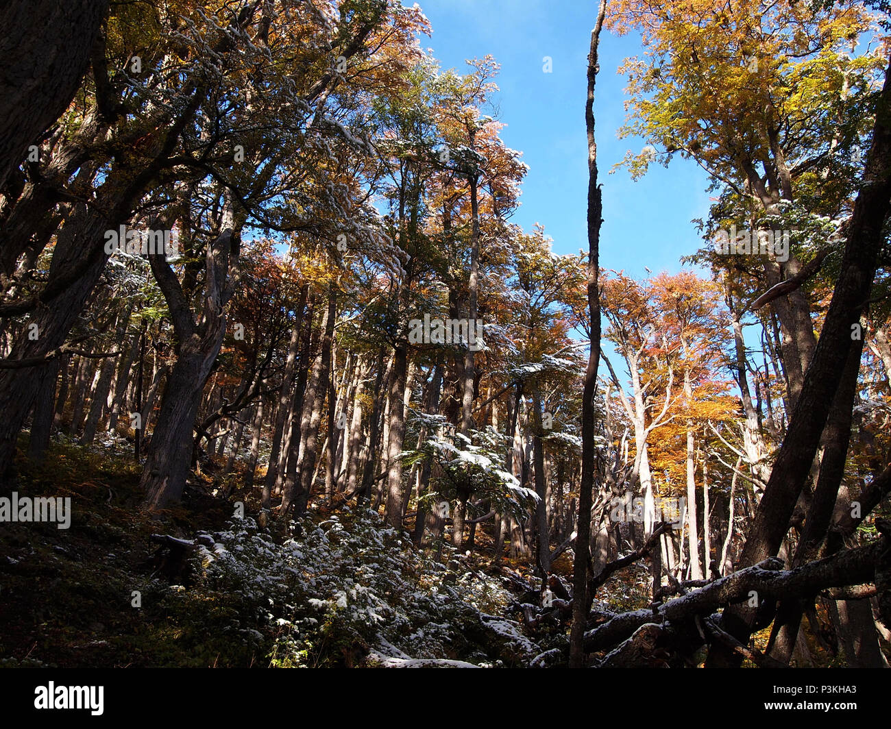 Magellanic subpolar forests hi-res stock photography and images - Alamy