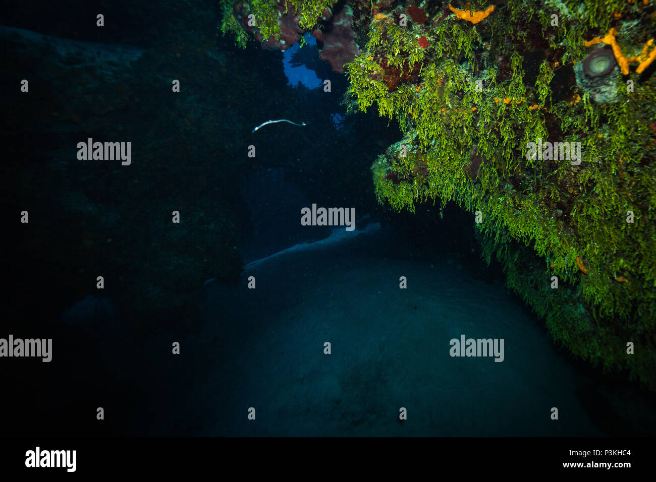Coral reef of Cozumel island Stock Photo - Alamy