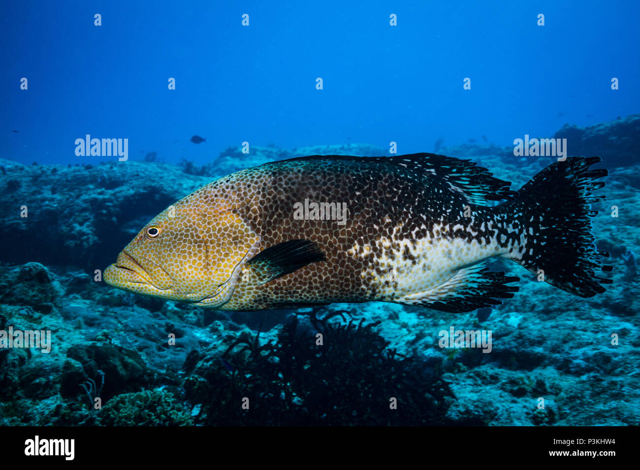 Fish on the coral reef near Cozumel Island Stock Photo - Alamy
