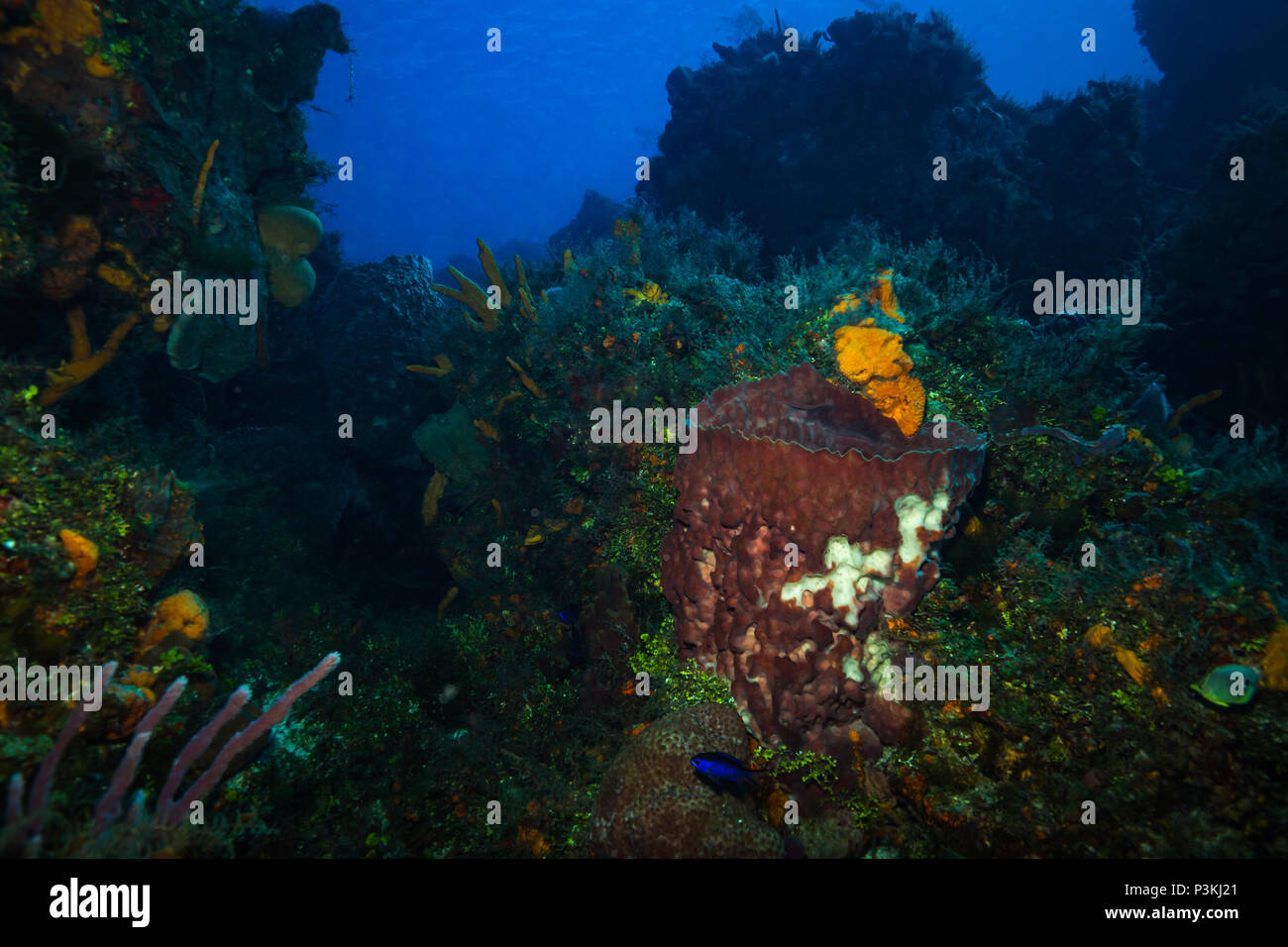 Coral reef of Cozumel island Stock Photo - Alamy