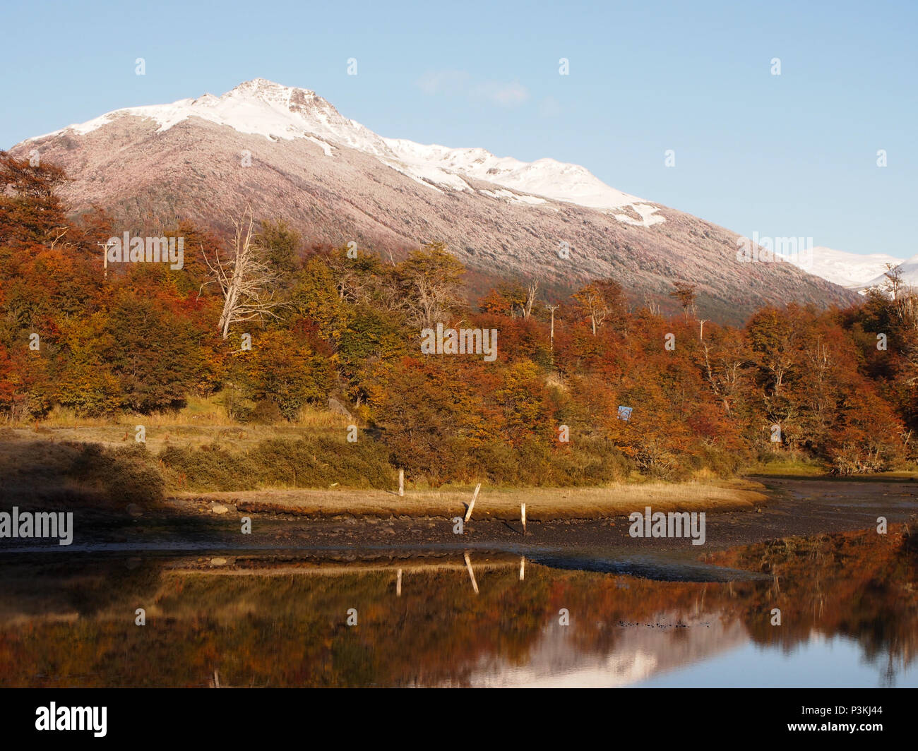 Navarino island forest hi-res stock photography and images - Alamy