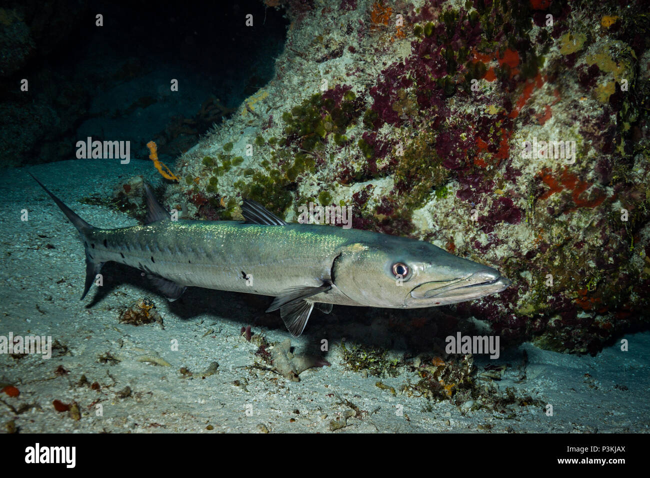 Mexico barracuda hi-res stock photography and images - Alamy