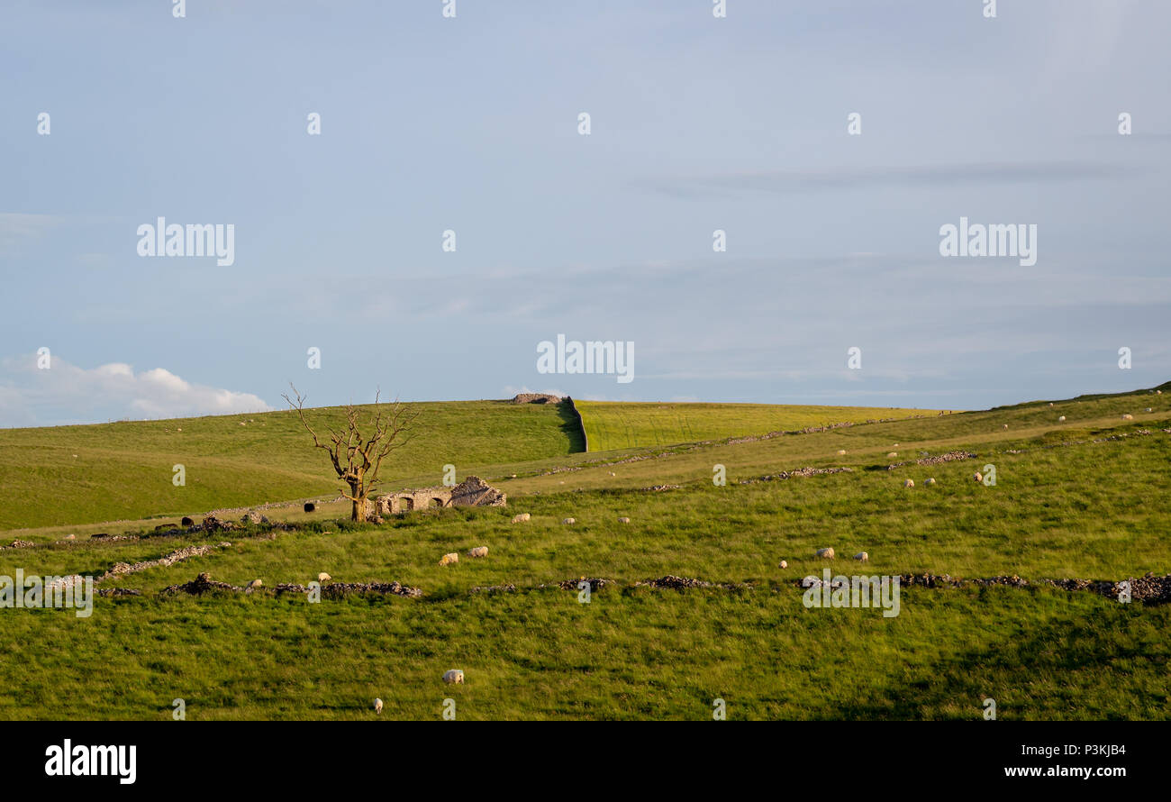Ruins of an old farmhouse next to a dead tree in the fields of the peak ...