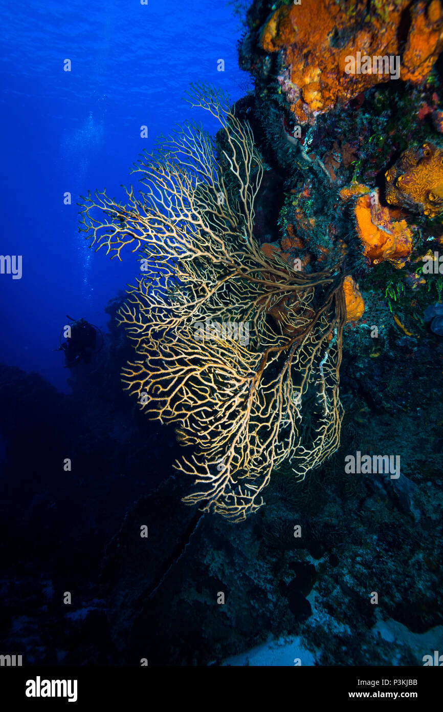 Coral reef of Cozumel island Stock Photo - Alamy