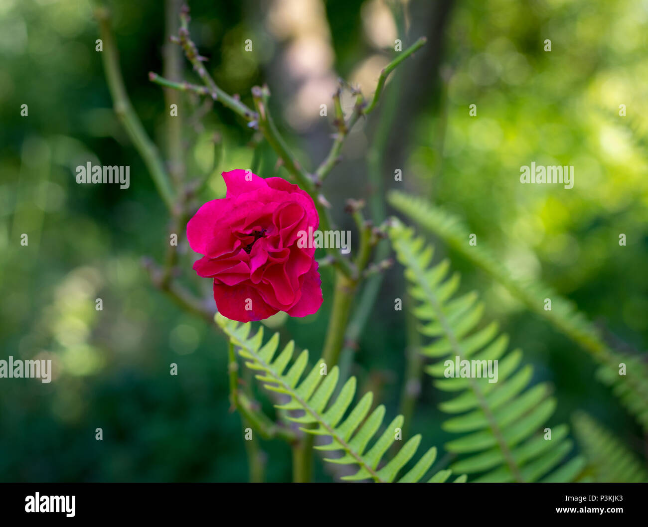 Small red rose hi-res stock photography and images - Alamy