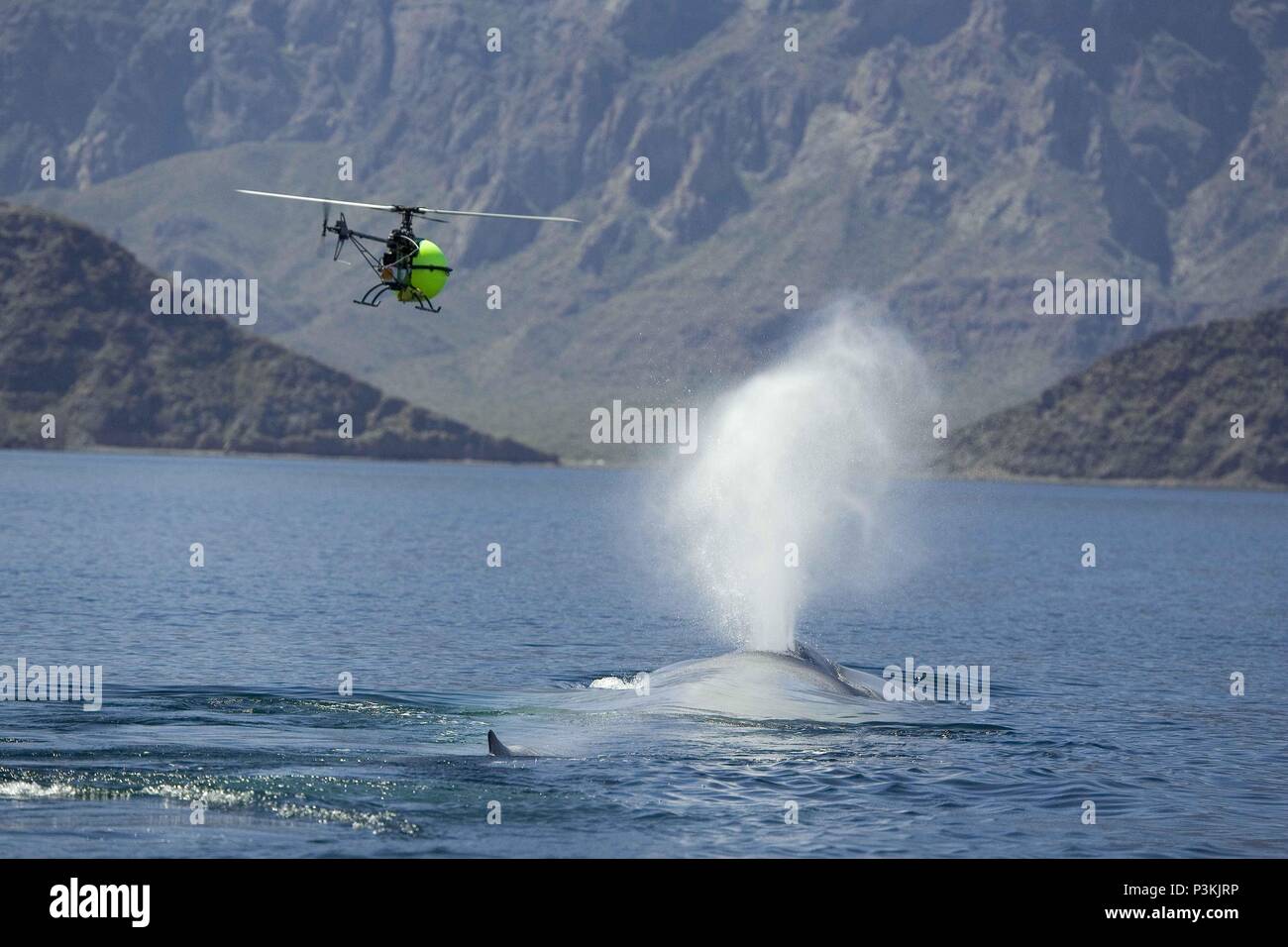 Original Film Title: OCEANS. English Title: OCEANS. Film Director ...