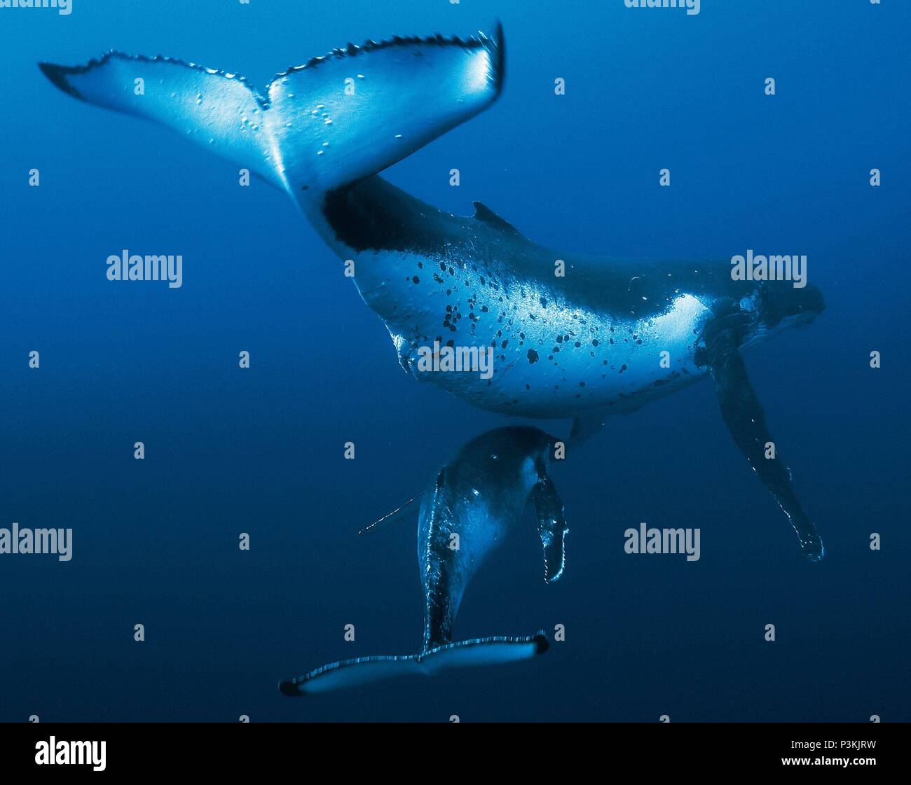 Original Film Title: OCEANS. English Title: OCEANS. Film Director ...