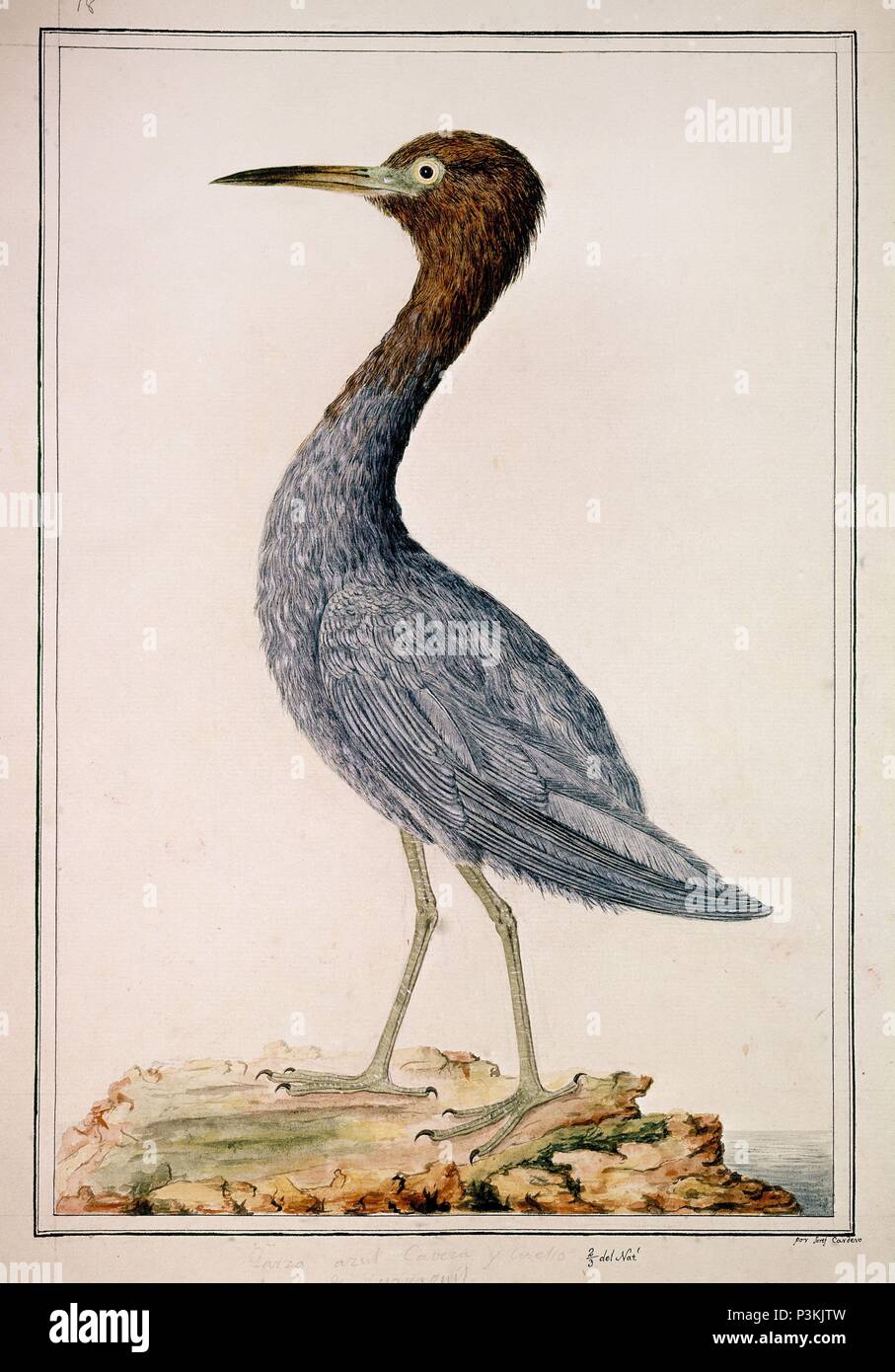 GARZA AZUL - SIGLO XVIII. Author: José Cardero (1766-1811). Location ...