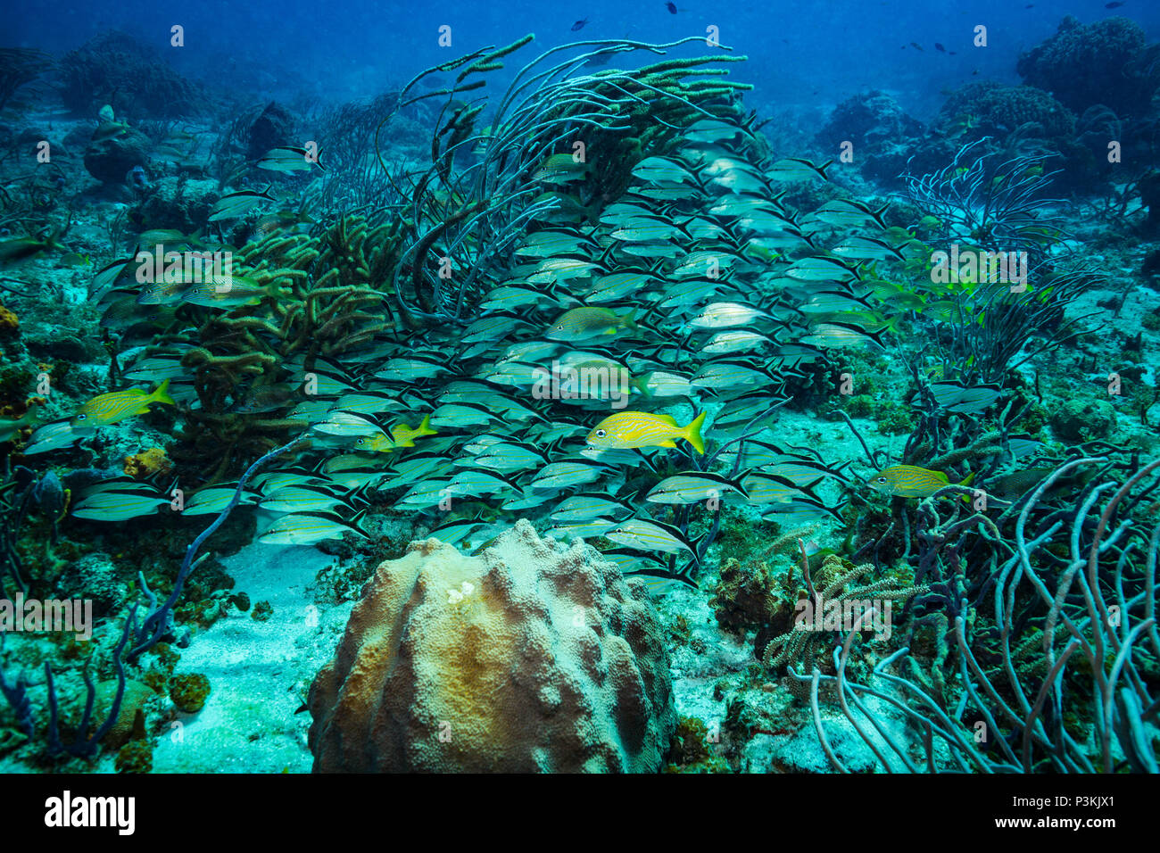 Fish on the coral reef near Cozumel Island Stock Photo - Alamy