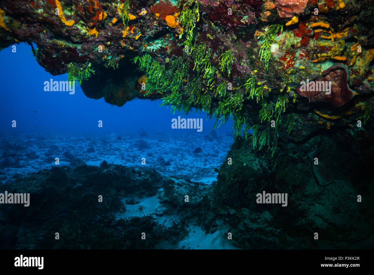 Coral reef of Cozumel island Stock Photo - Alamy
